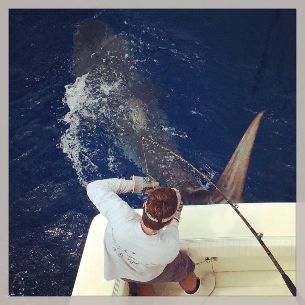 tiger shark bnm ii – Fishing Islamorada